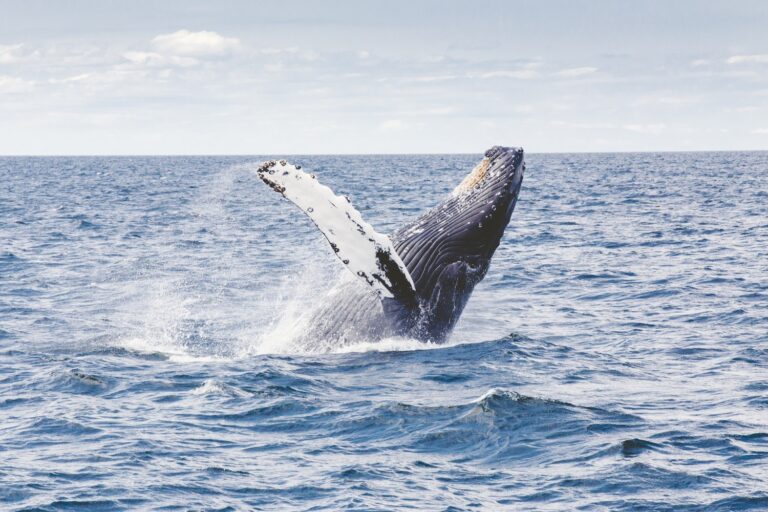 Why Whales Matter – Save The Whales