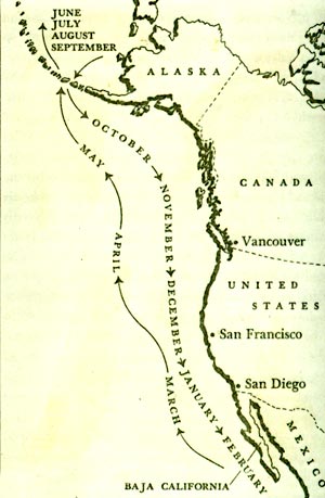 Gray Whale - Save The Whales