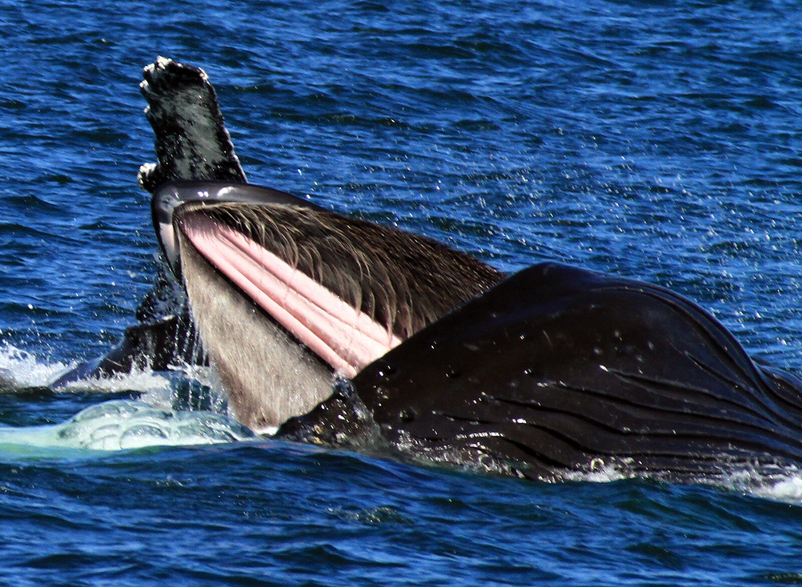 Marine Mammals: Adaptations and Communication - Save The Whales