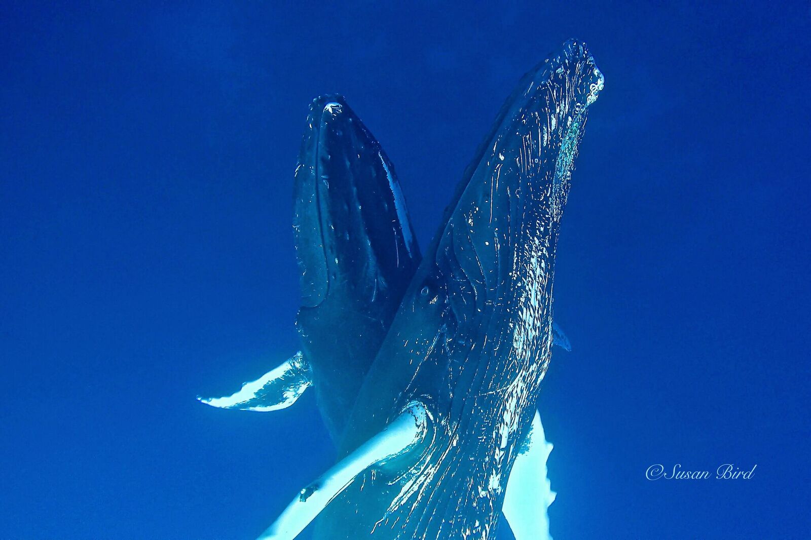 Why Whales Matter – Save The Whales